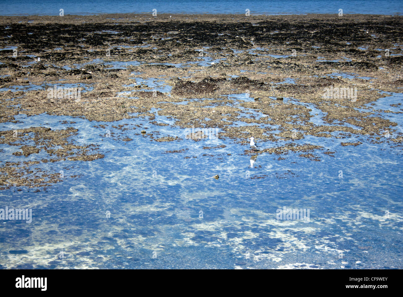 Minnis Bay Kent Stock Photo - Alamy
