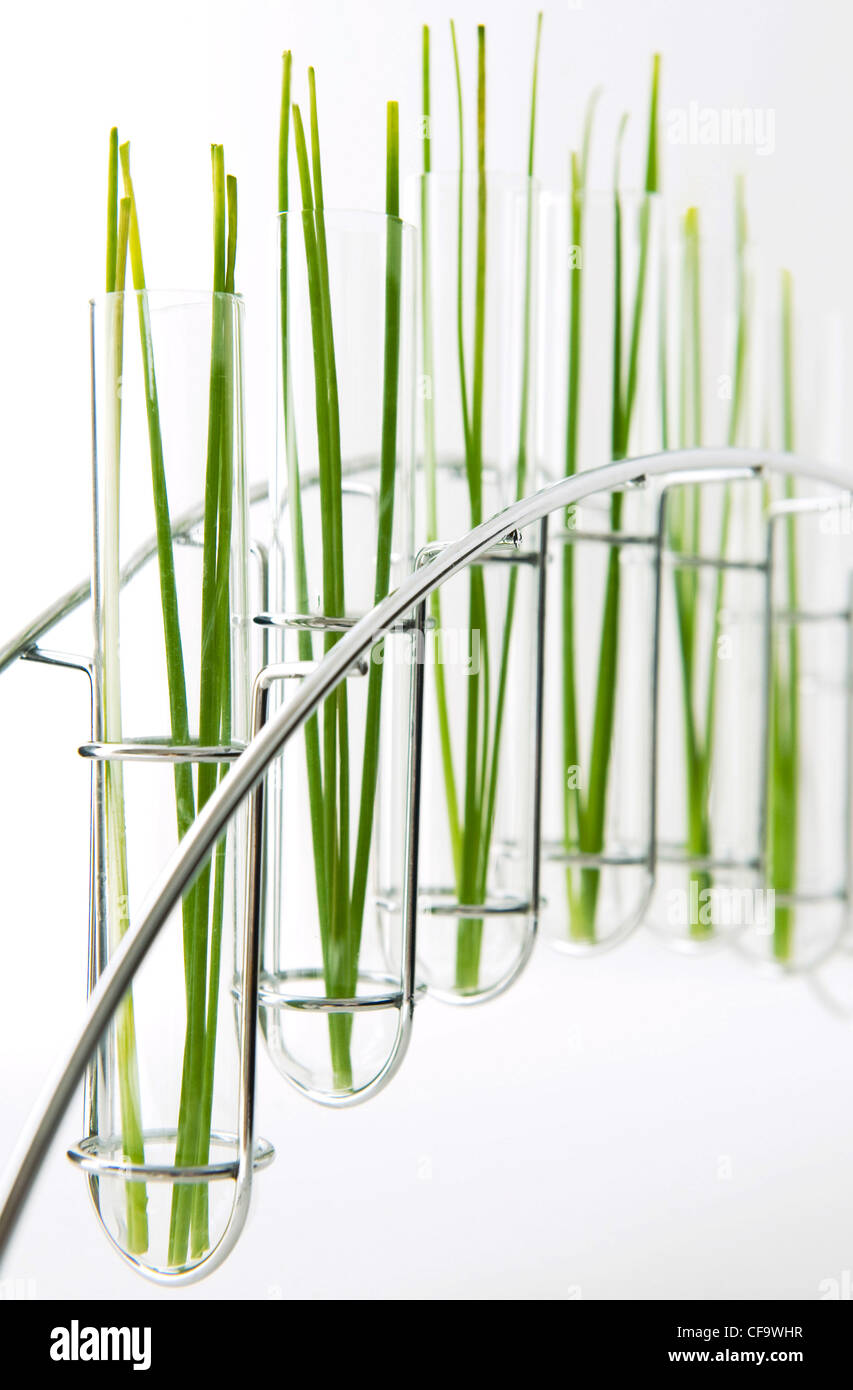 Chives in glass test tubes, in a chrome stand Stock Photo - Alamy
