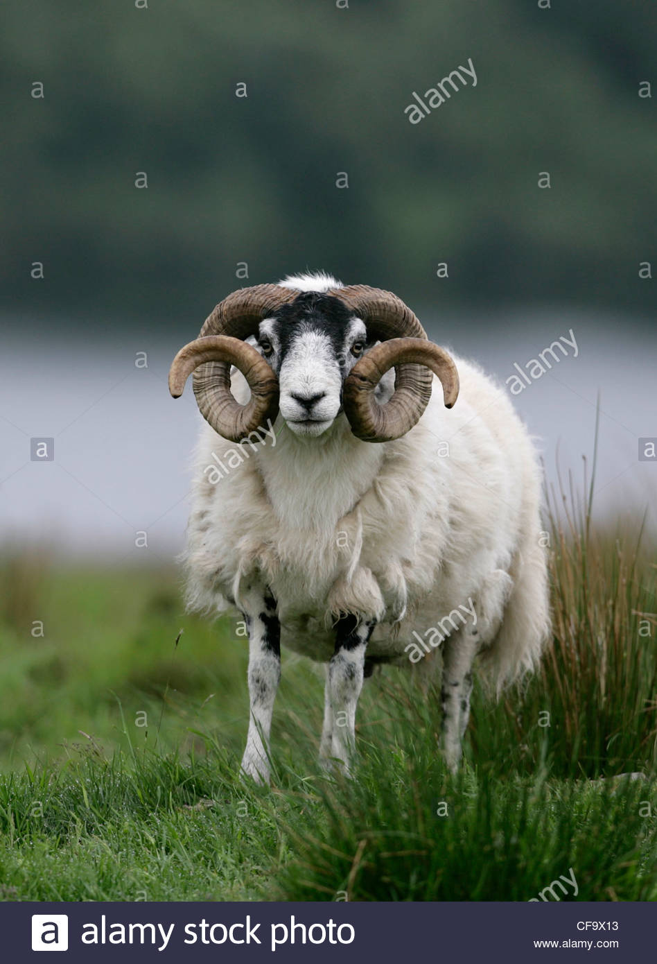 Black Face Sheep Stock Photos & Black Face Sheep Stock Images - Alamy
