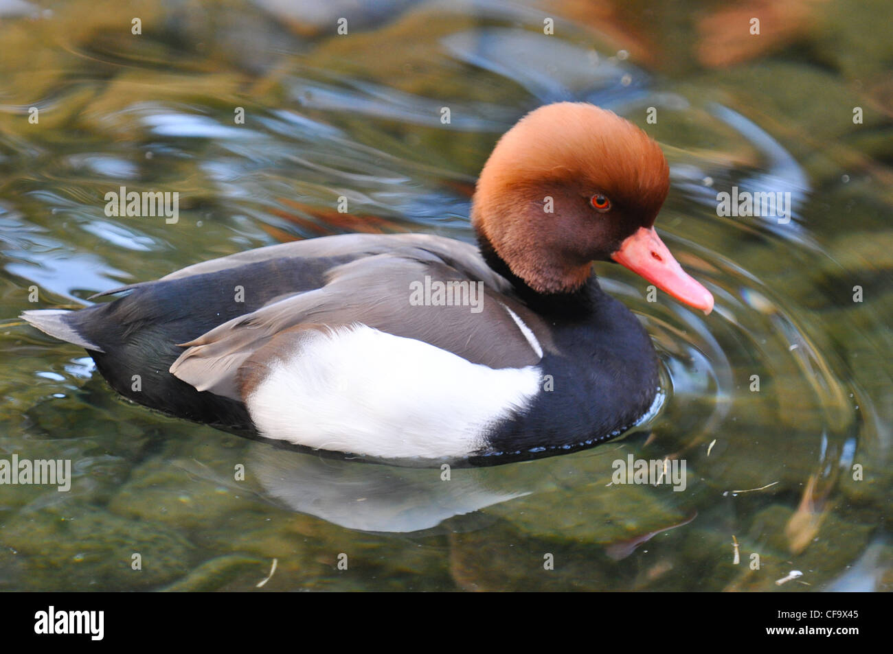 red crested pochard duck Stock Photo - Alamy