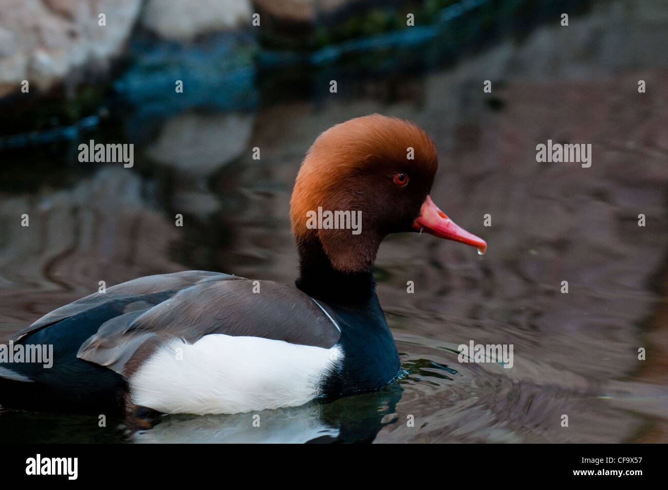 red crested pochard duck Stock Photo - Alamy