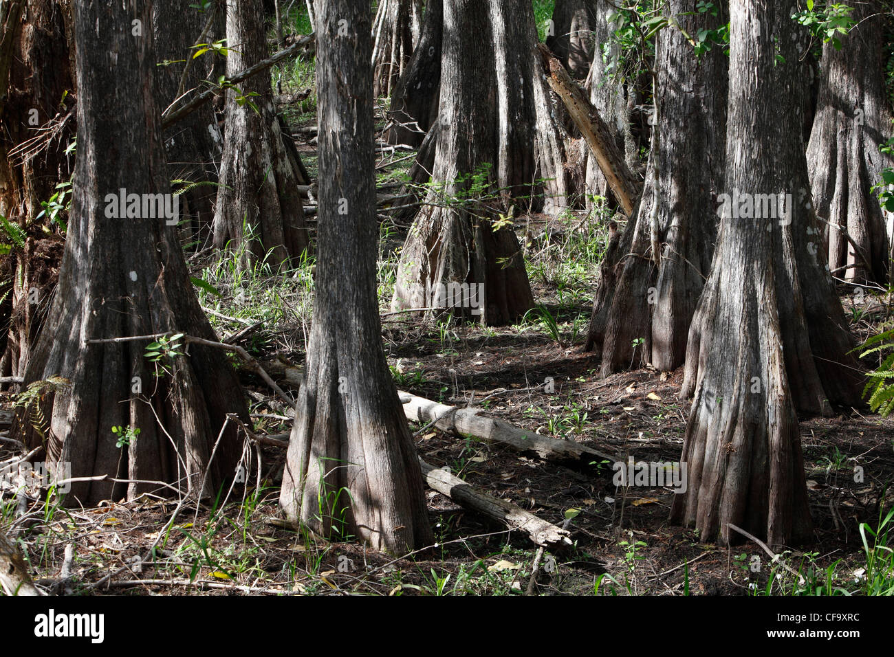 Cypress trees, Big Cypress National Preserve, Florida Stock Photo - Alamy