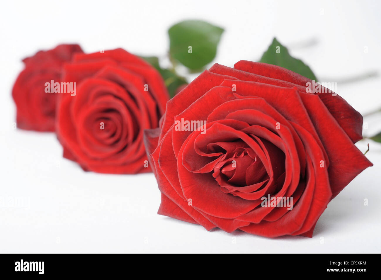 Still life image of three red roses Stock Photo - Alamy