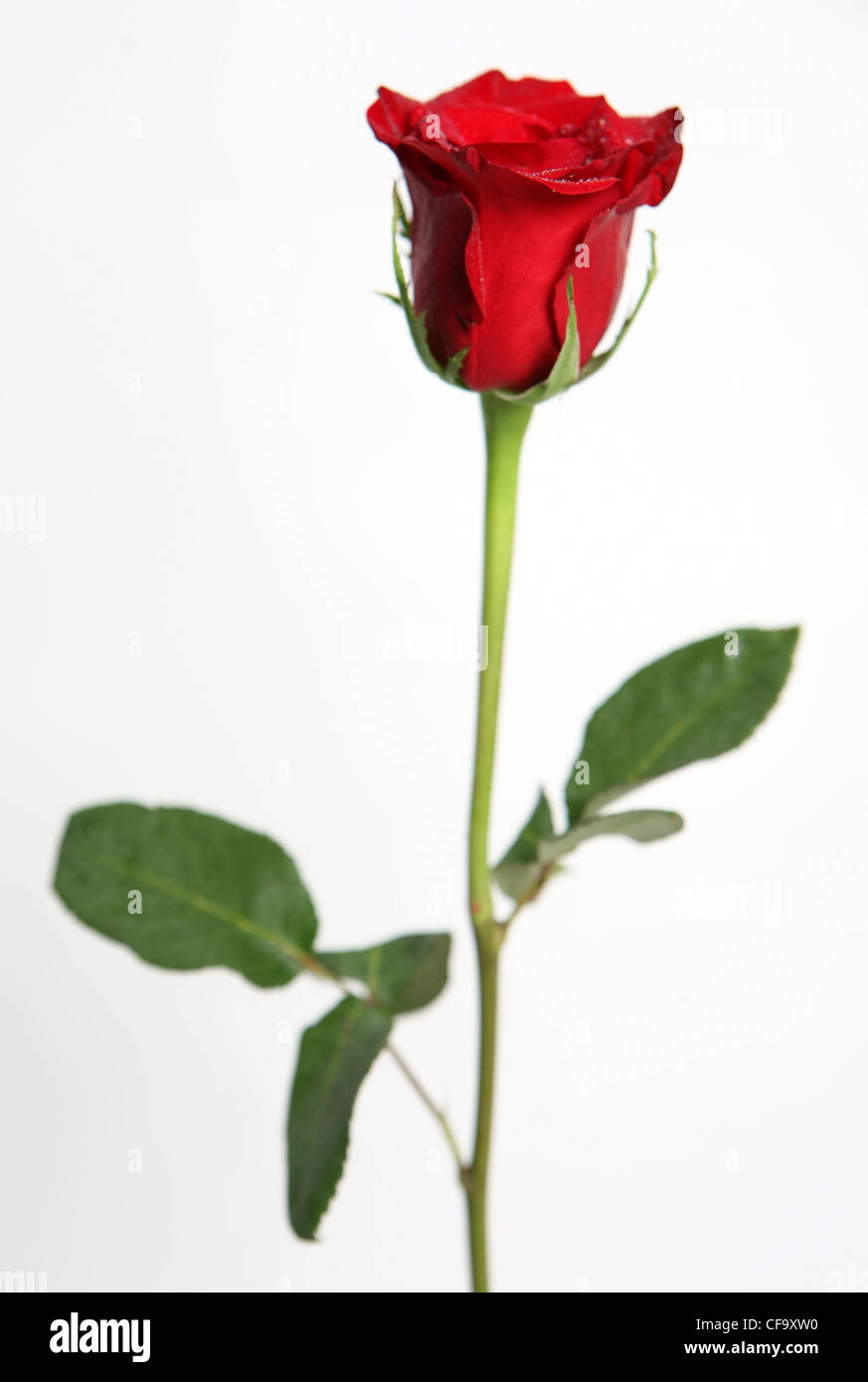 A still life image of a single red rose Stock Photo - Alamy