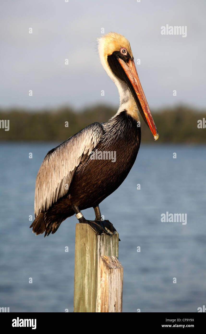Brown pelican, Everglades City, Florida Stock Photo - Alamy