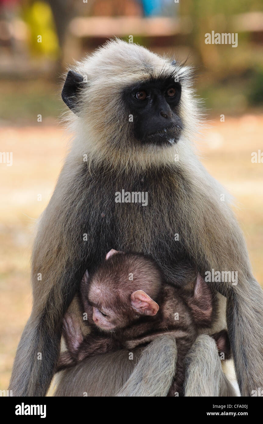 Indian langur of mudumalai hi-res stock photography and images - Alamy