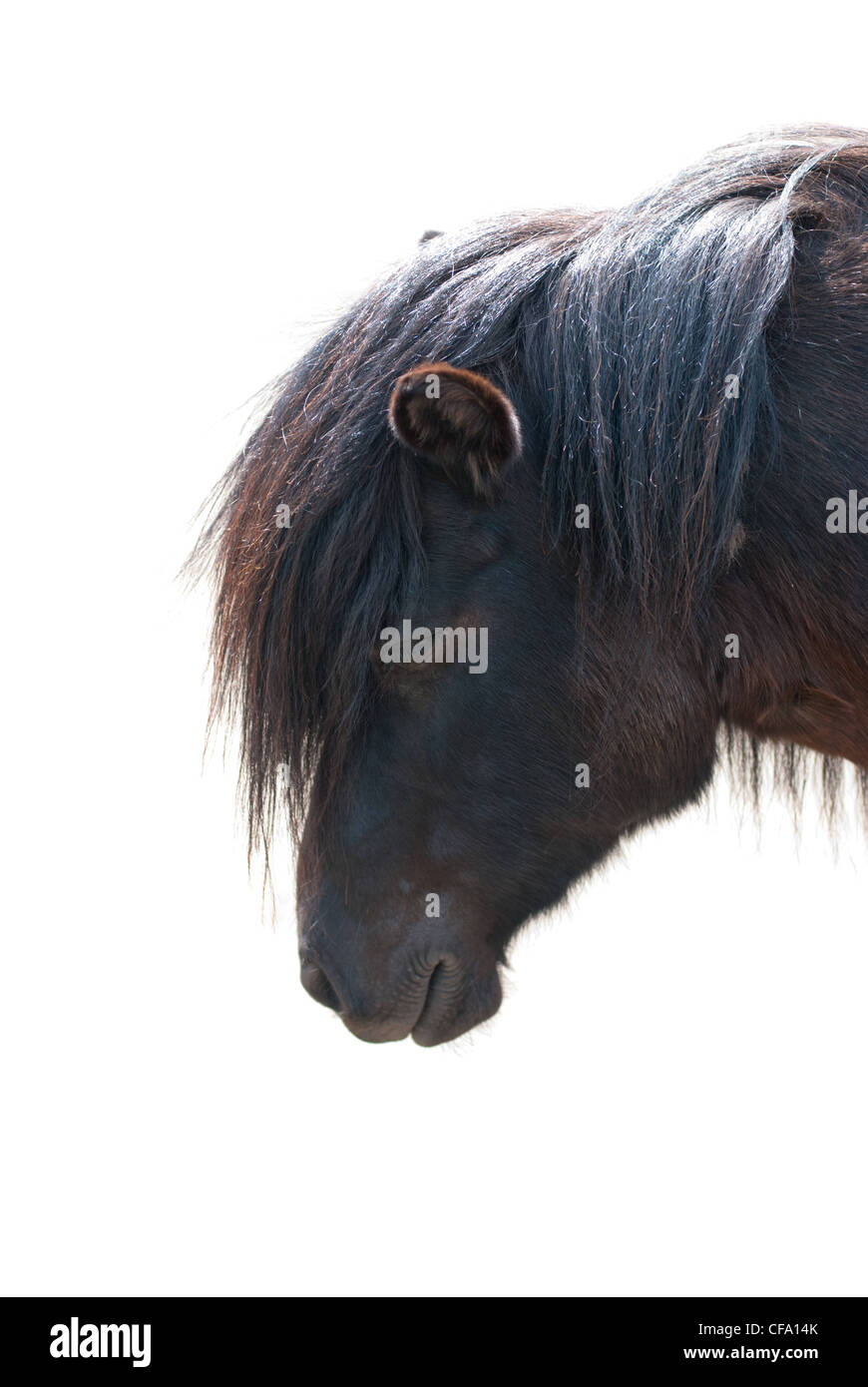 pony closeup photo on a white background Stock Photo - Alamy