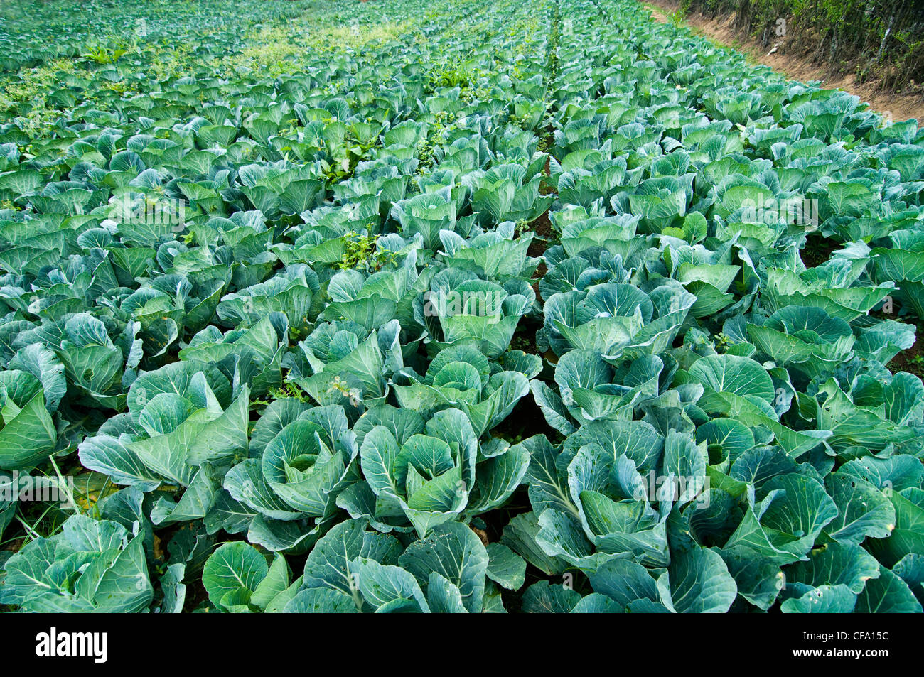 Cabbage crop in a farm in central Sri Lanka Stock Photo - Alamy