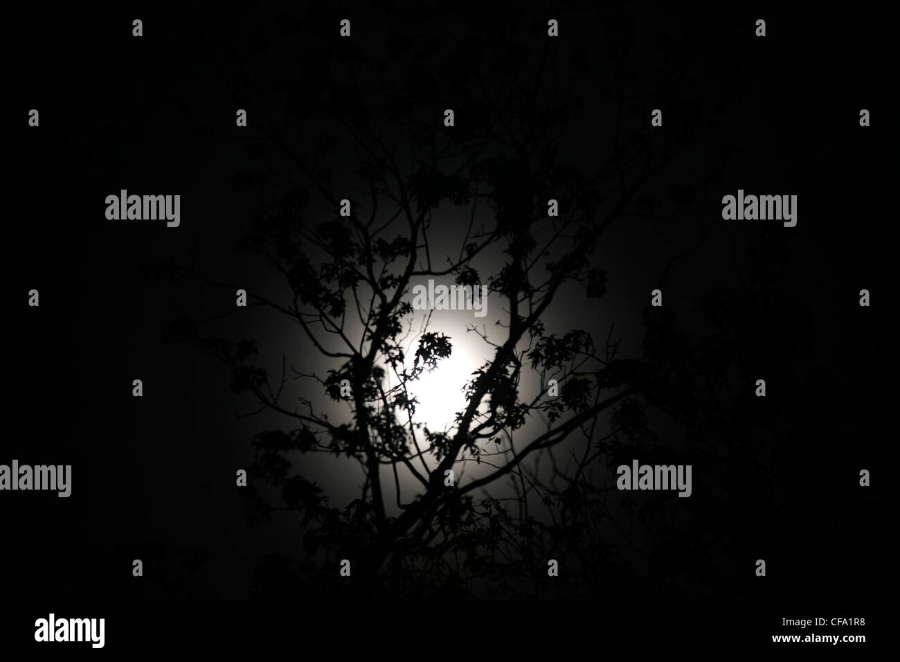 Moonlight through trees hi-res stock photography and images - Alamy