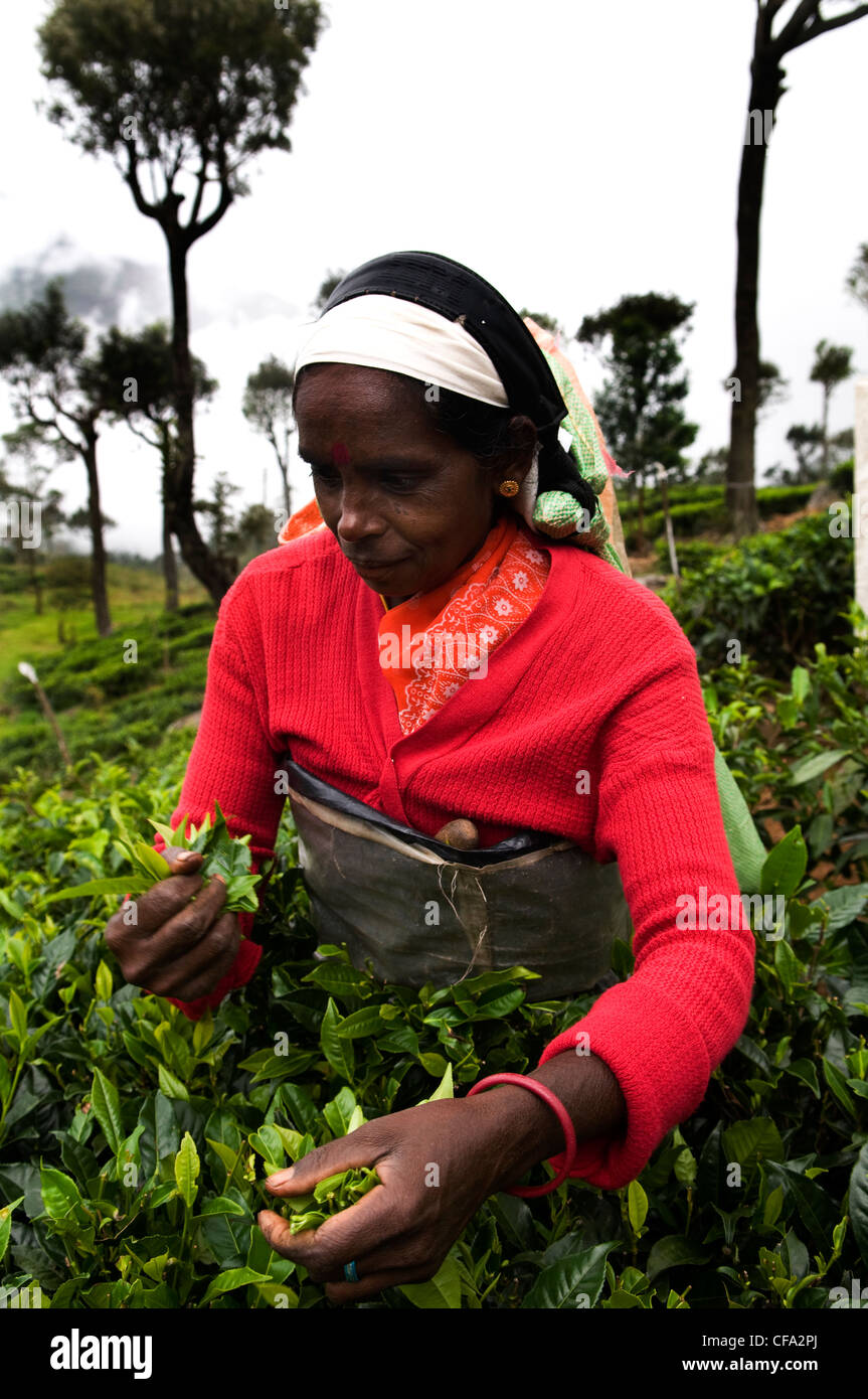 A Tamil tea picker working in a tea plantation near Lipton seat ...