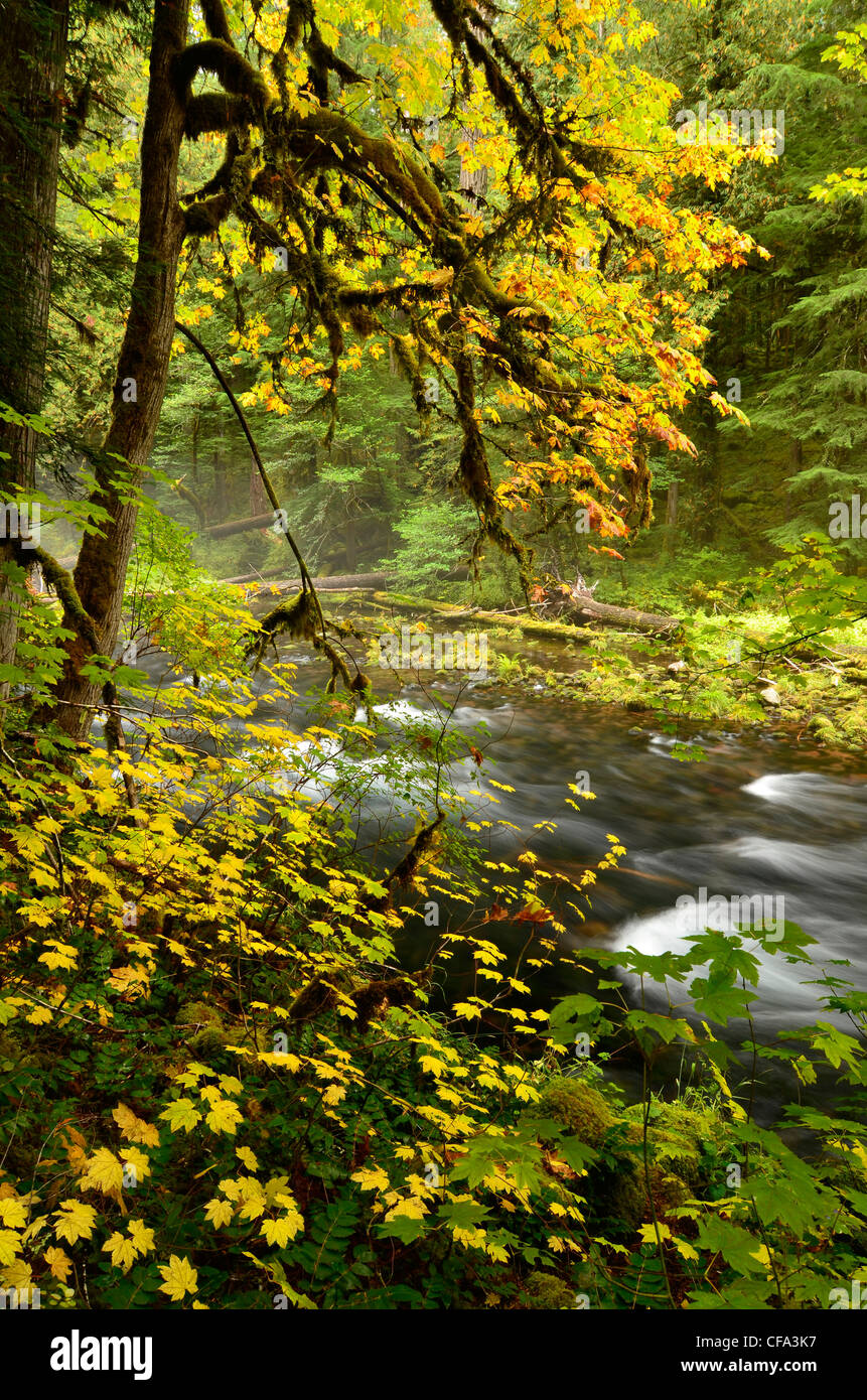 Old growth forest along McKenzie River in Oregon's Cascade Range Stock ...
