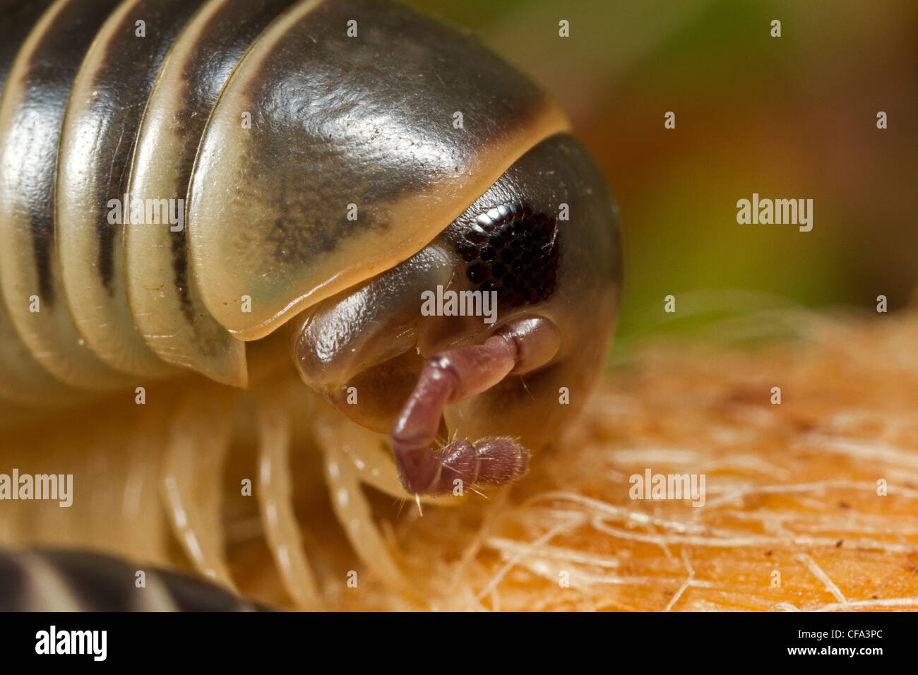 Florida ivory millipede (Chicobolus spinigerus), closeup of head and ...