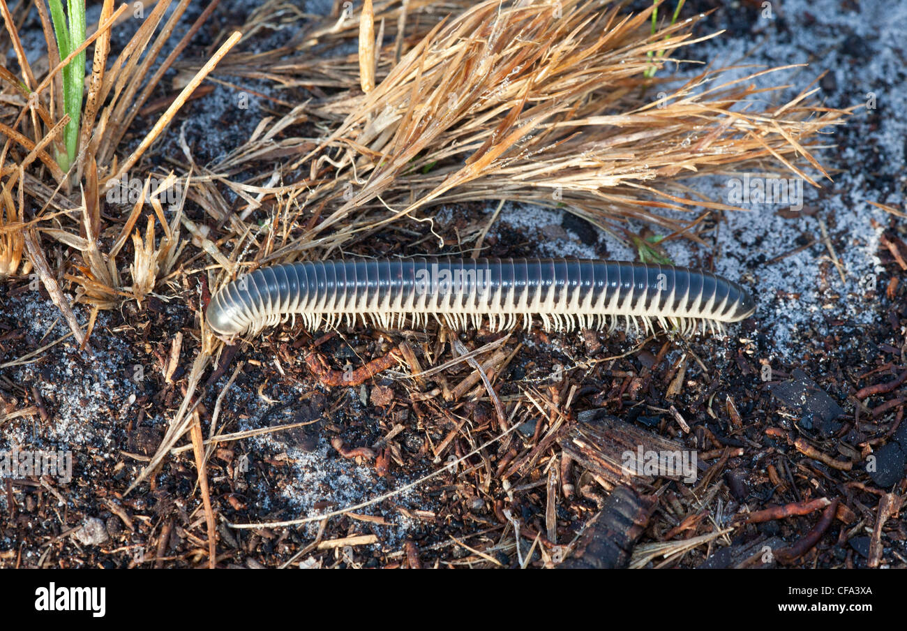 Millipede hi-res stock photography and images - Alamy