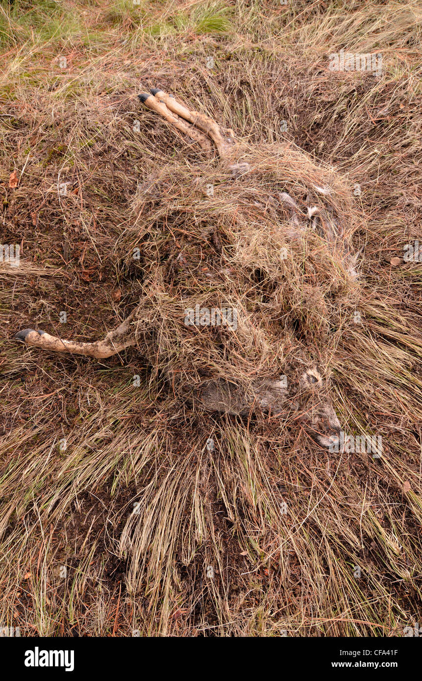 Deer carcass cached by mountain lion. Wallowa Mountains, Oregon Stock ...