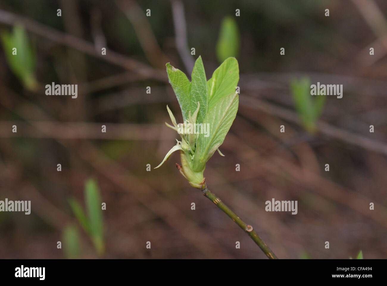 Growth of a tree hi-res stock photography and images - Alamy