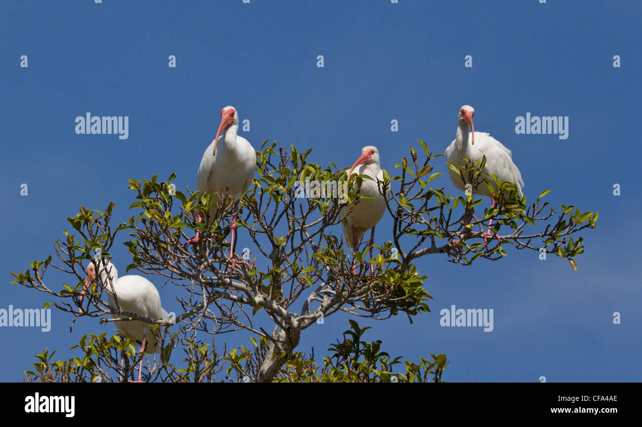 Ibises hi-res stock photography and images - Alamy