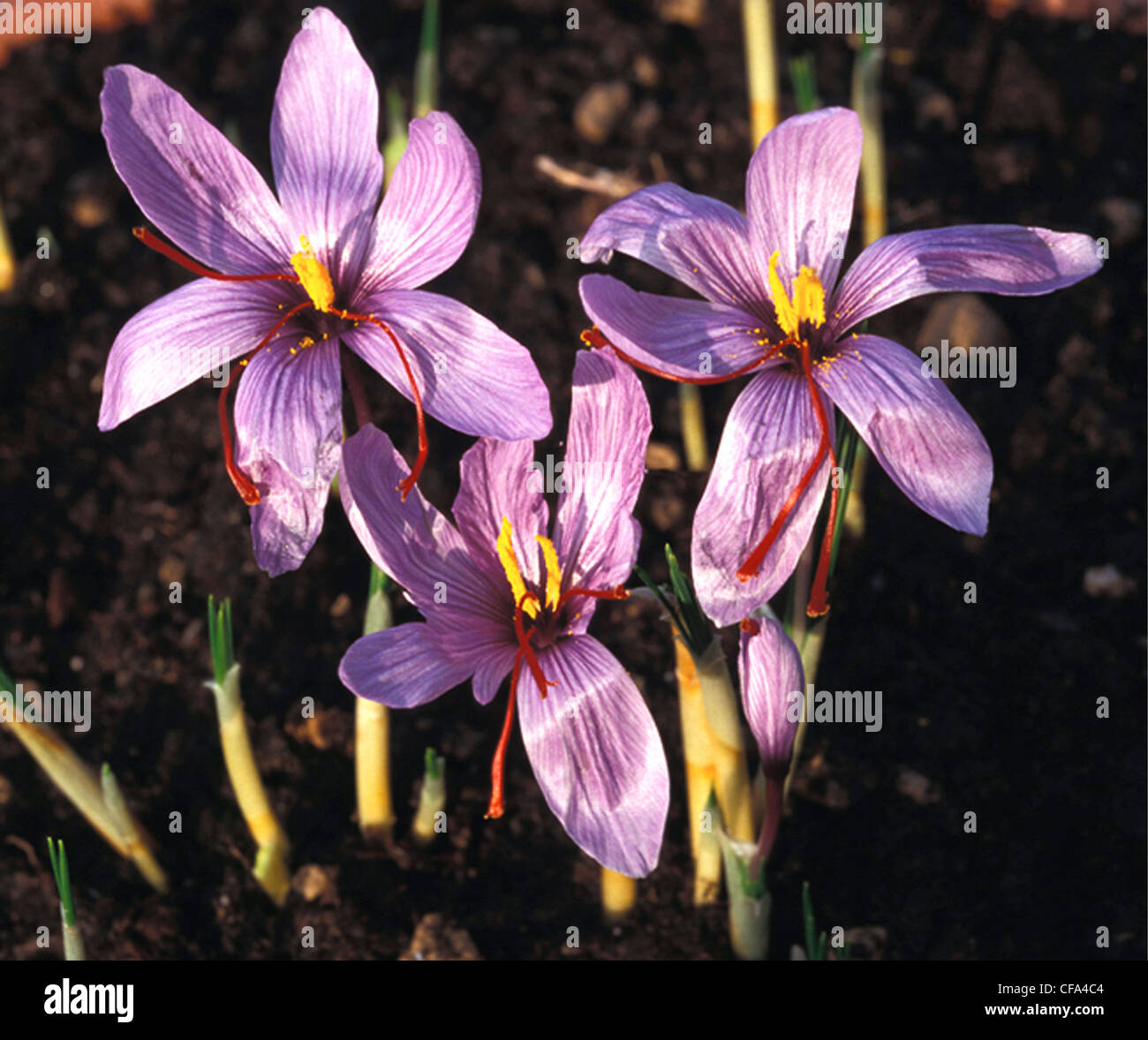 Close up of a violet saffron (Crocus sativus) Studio Stock Photo - Alamy