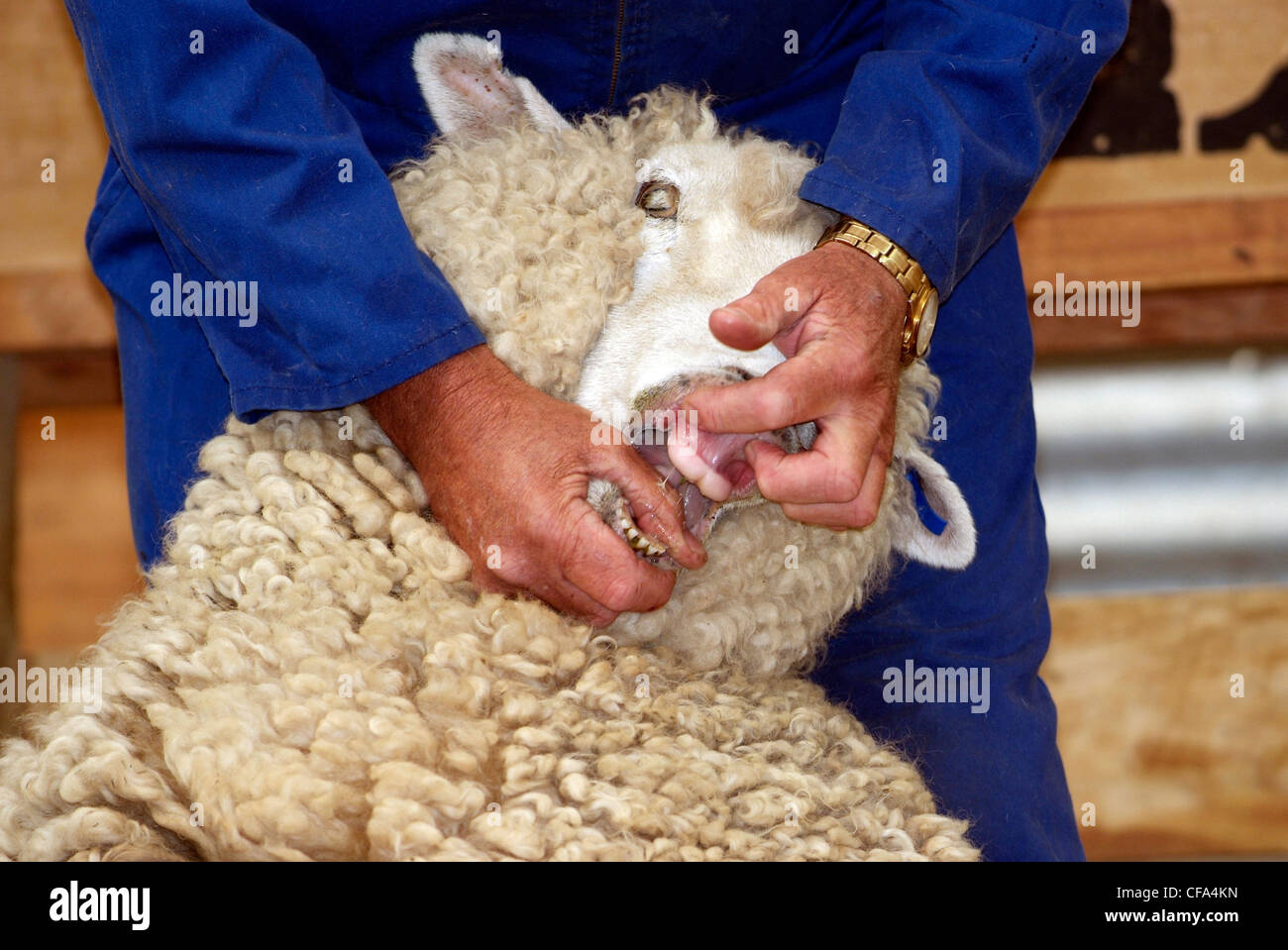 New Zealand, South Island, Queenstown, Walter Peak High Country Farm ...