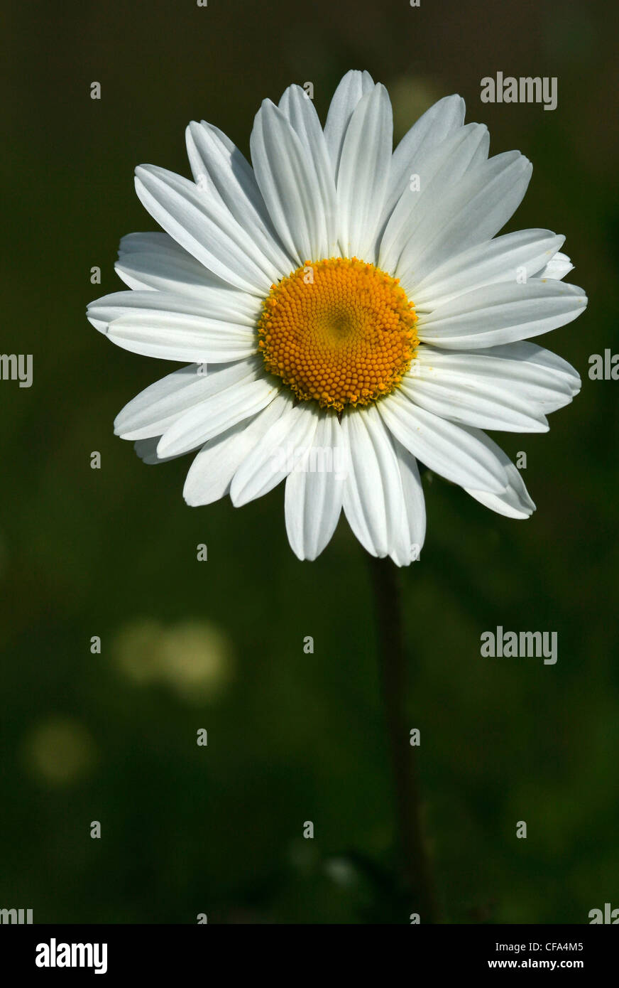 A single daisy here with cheeky face to the sun Stock Photo - Alamy
