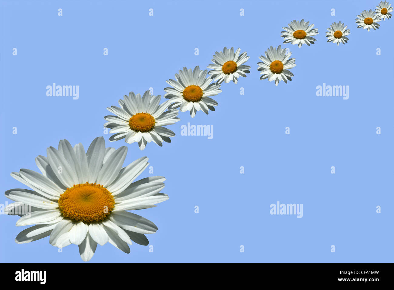 A daisy chain digitally created on a blue background Stock Photo - Alamy