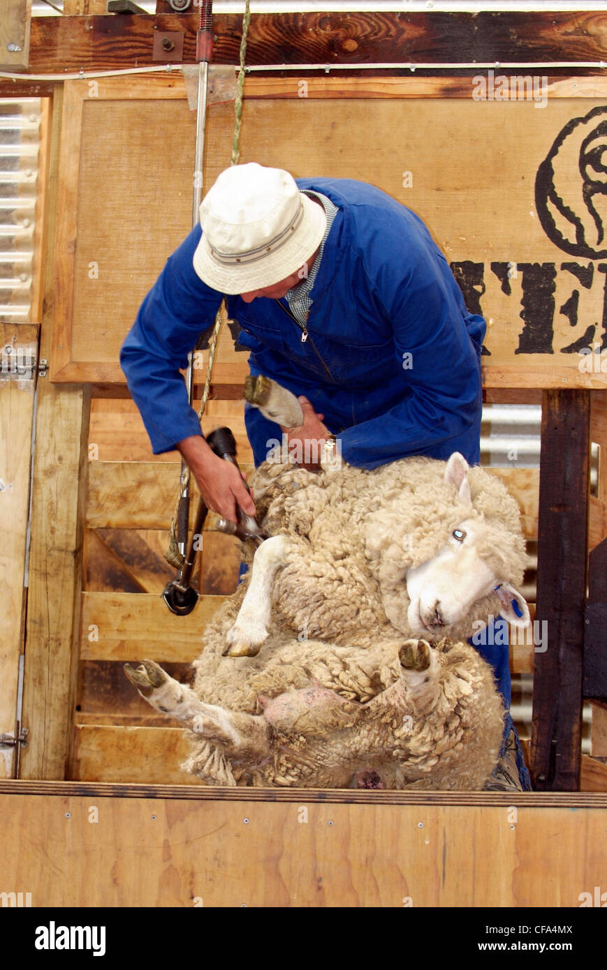New Zealand, South Island, Queenstown, Walter Peak High Country Farm ...
