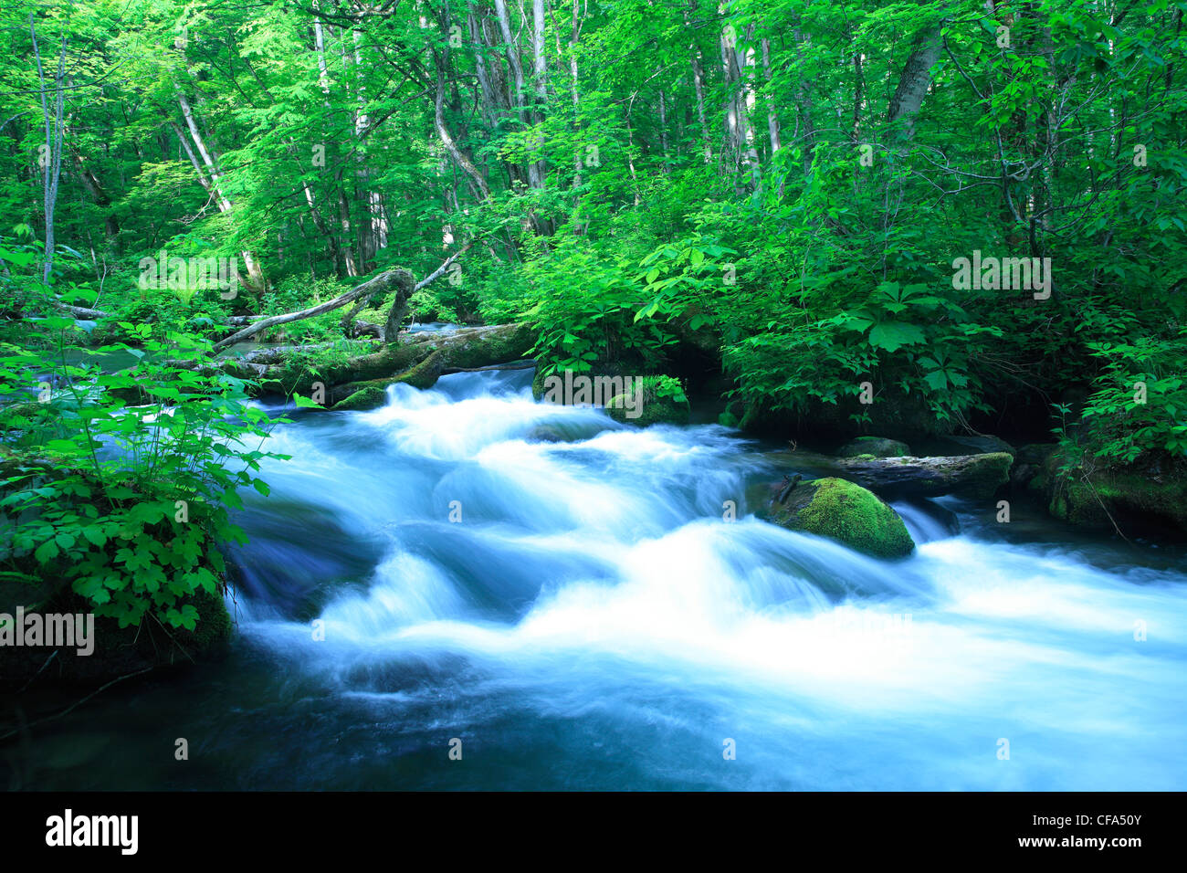 water spring in forest Stock Photo - Alamy