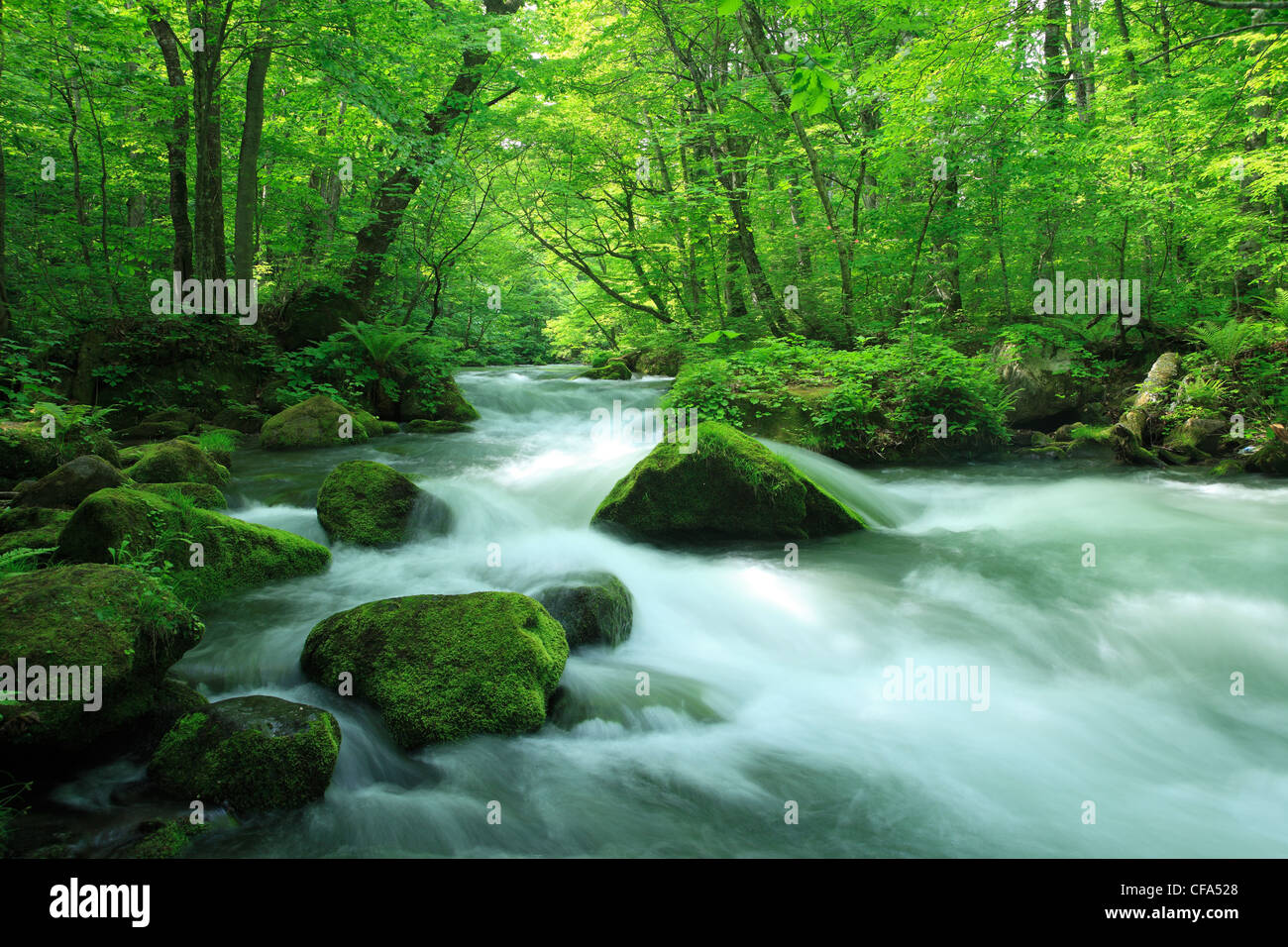 water spring in forest Stock Photo - Alamy