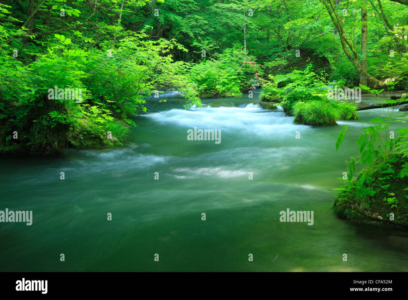 water spring in forest Stock Photo - Alamy