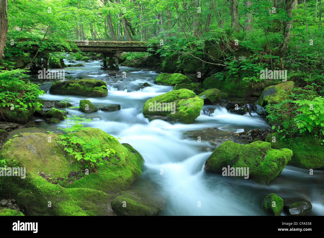 water spring in forest Stock Photo - Alamy