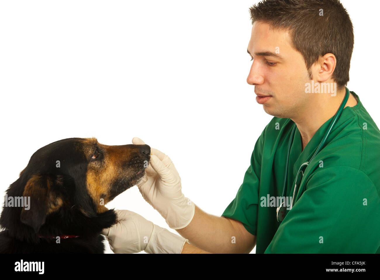 Vet male doctor with dog isolated on white background Stock Photo - Alamy