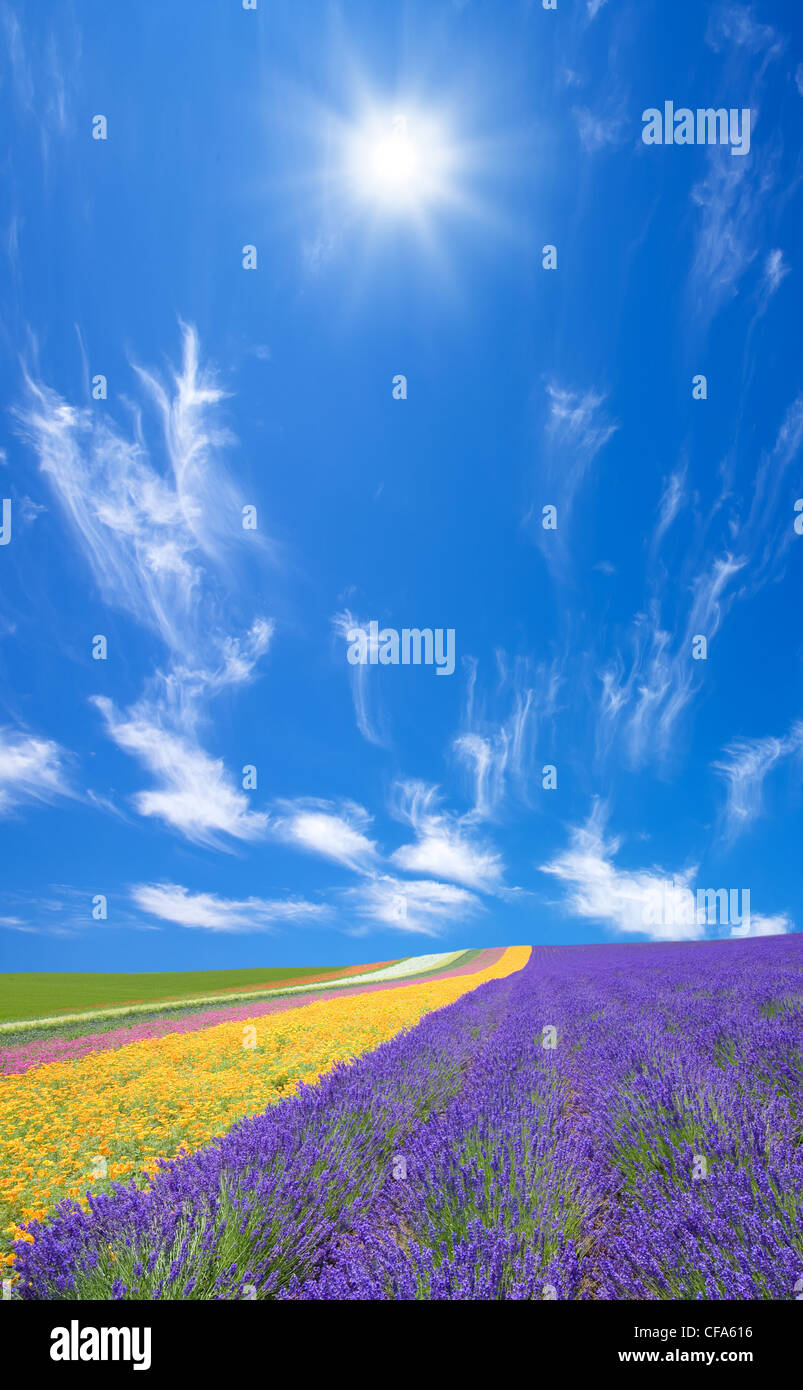 Flower field and blue sky with clouds Stock Photo - Alamy