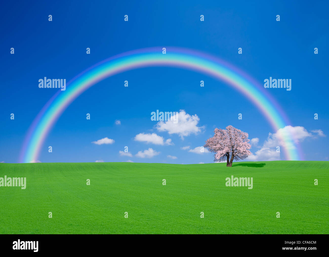 Cherry tree on the hill with rainbow Stock Photo - Alamy