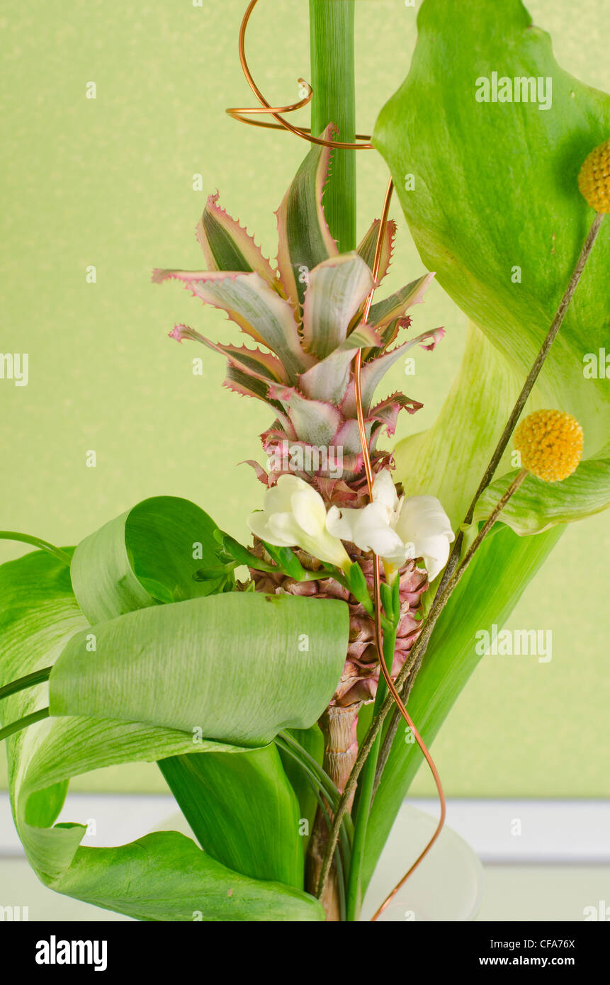 Tropical plants wild pineapple hi-res stock photography and images - Alamy