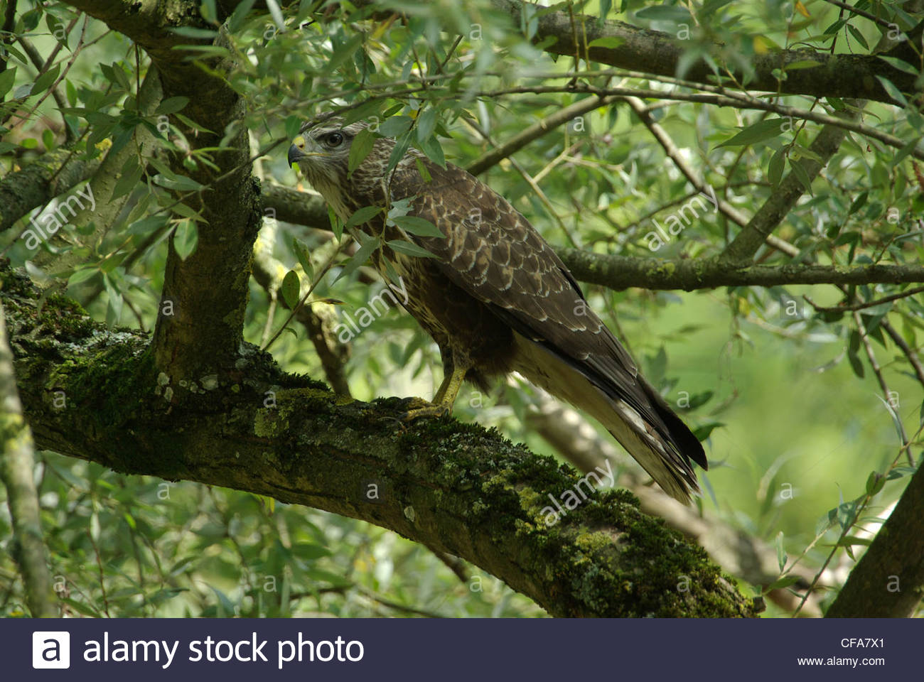 Buteo Buteo Common Buzzard Nest Stock Photos & Buteo Buteo Common ...