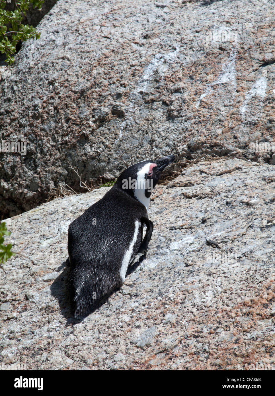 Penguin on rock at Boulders Beach in Cape Town Stock Photo - Alamy
