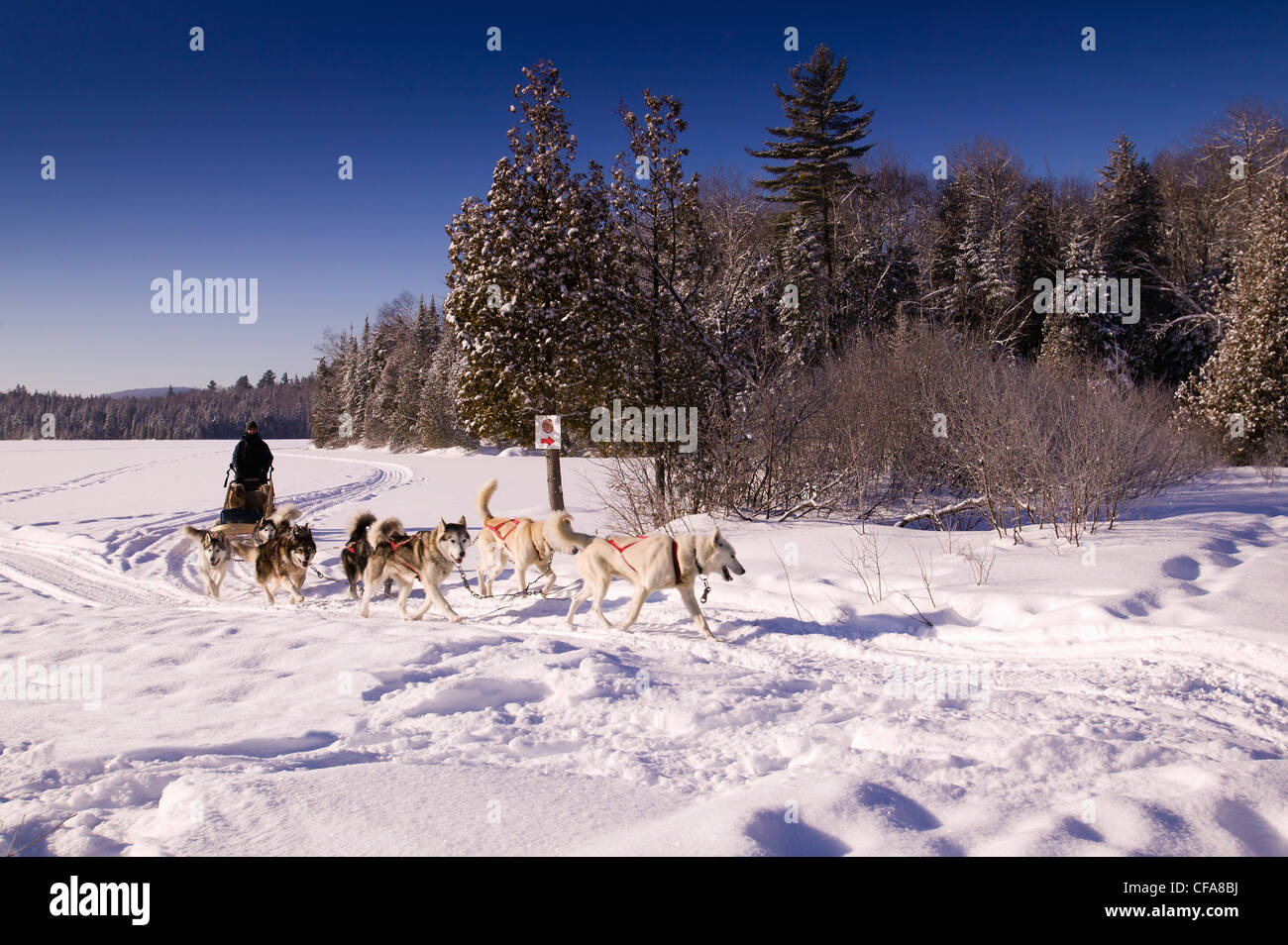 Dog pack pulling sled in snowy landscape Stock Photo - Alamy