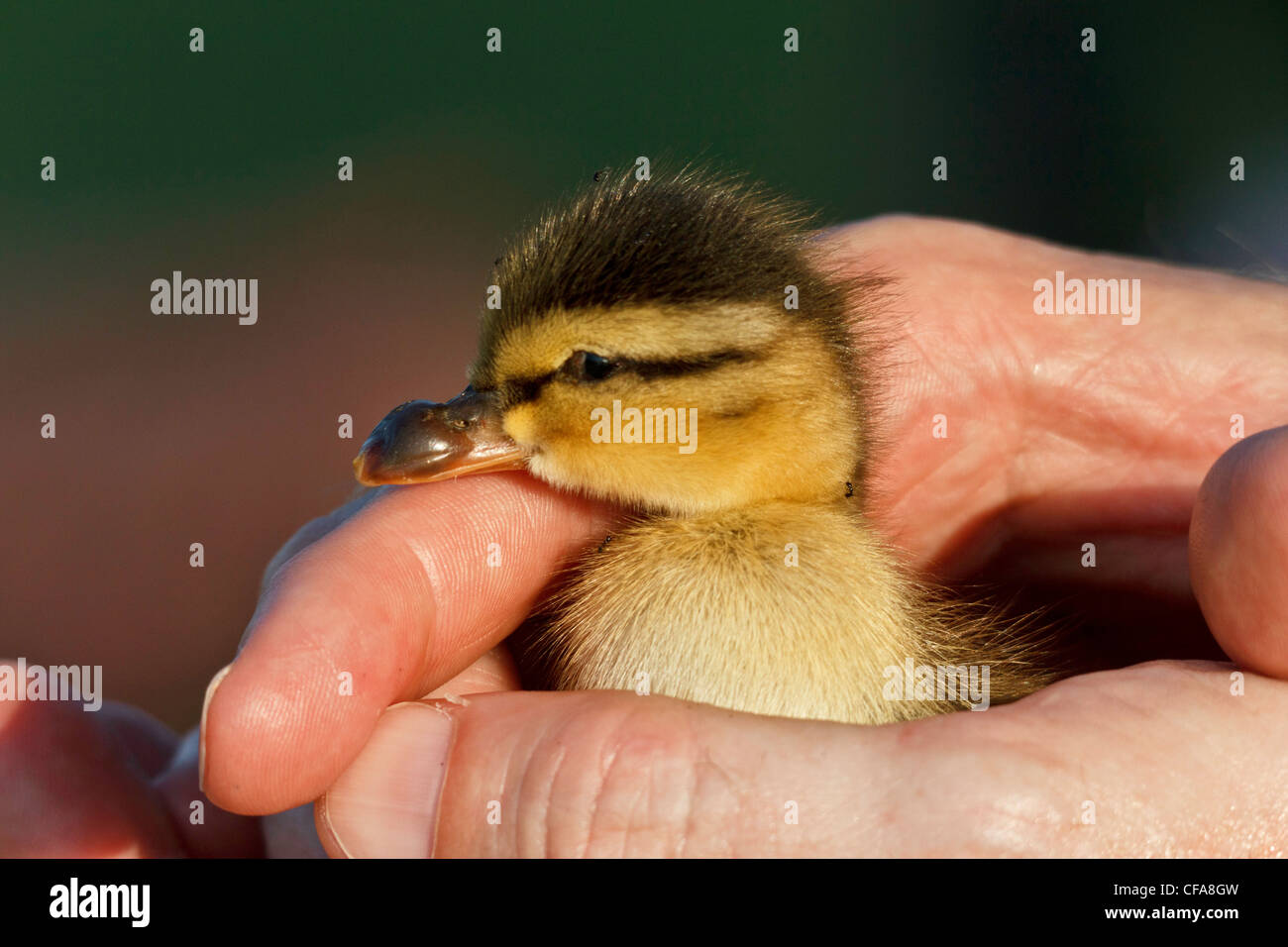 adorable, care, cute, Duck Creek, duckling, hand, help, helpless ...