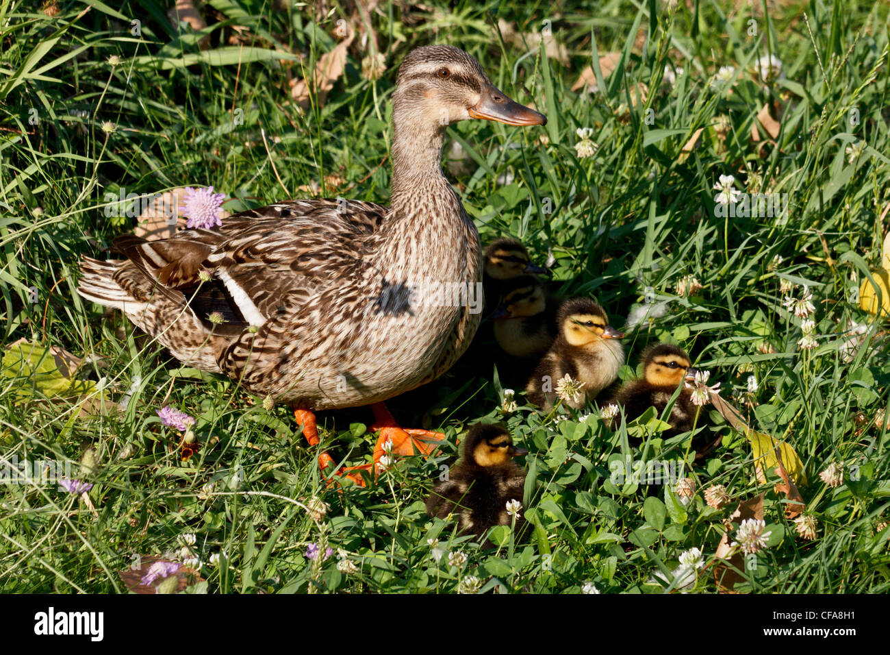 ducklings, mallard, Richardson, Texas, USA, birds, grass, young Stock ...
