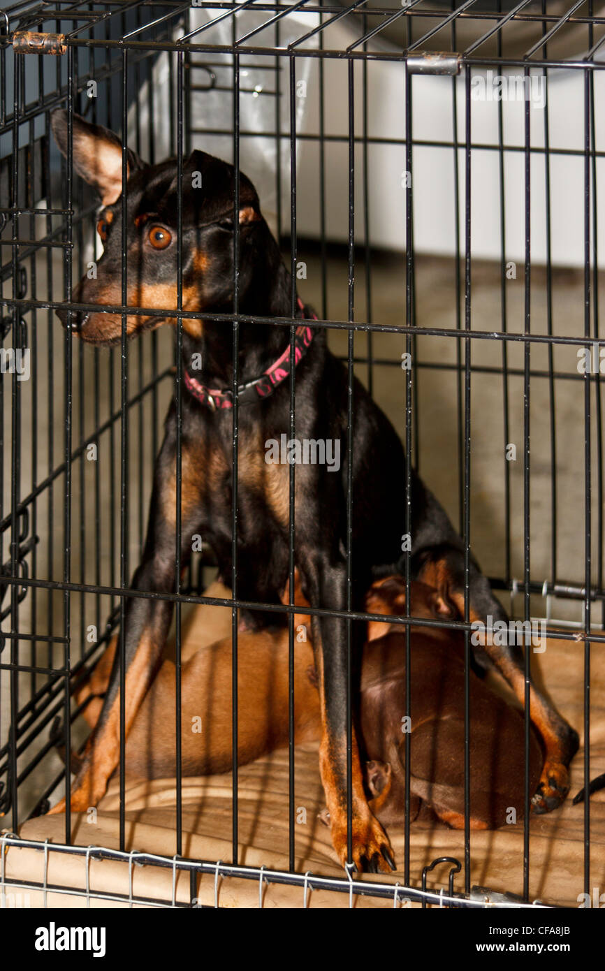 animal love, animal shelter, care, dog, miniature pinscher, pincher ...