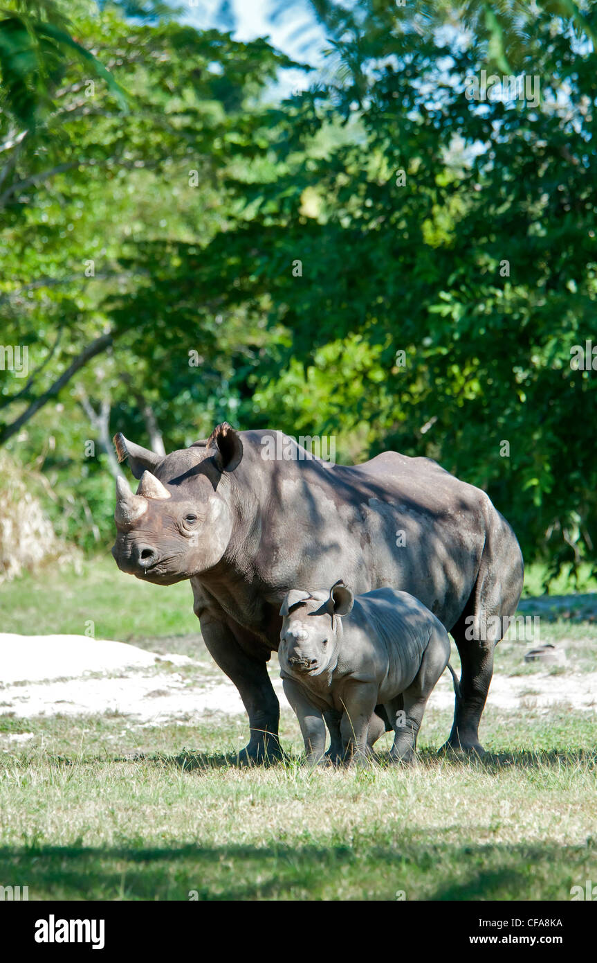 baby, black rhinoceros, animal, gray, rhinoceros, animal, gray, diceros ...