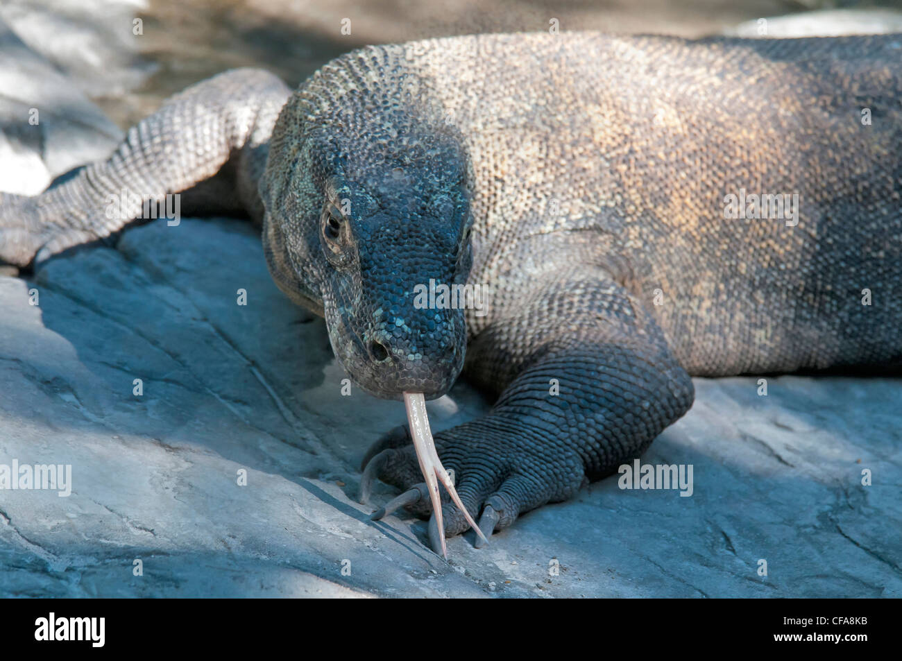komodo dragon, komodo, animal, varanus komodoensis Stock Photo - Alamy