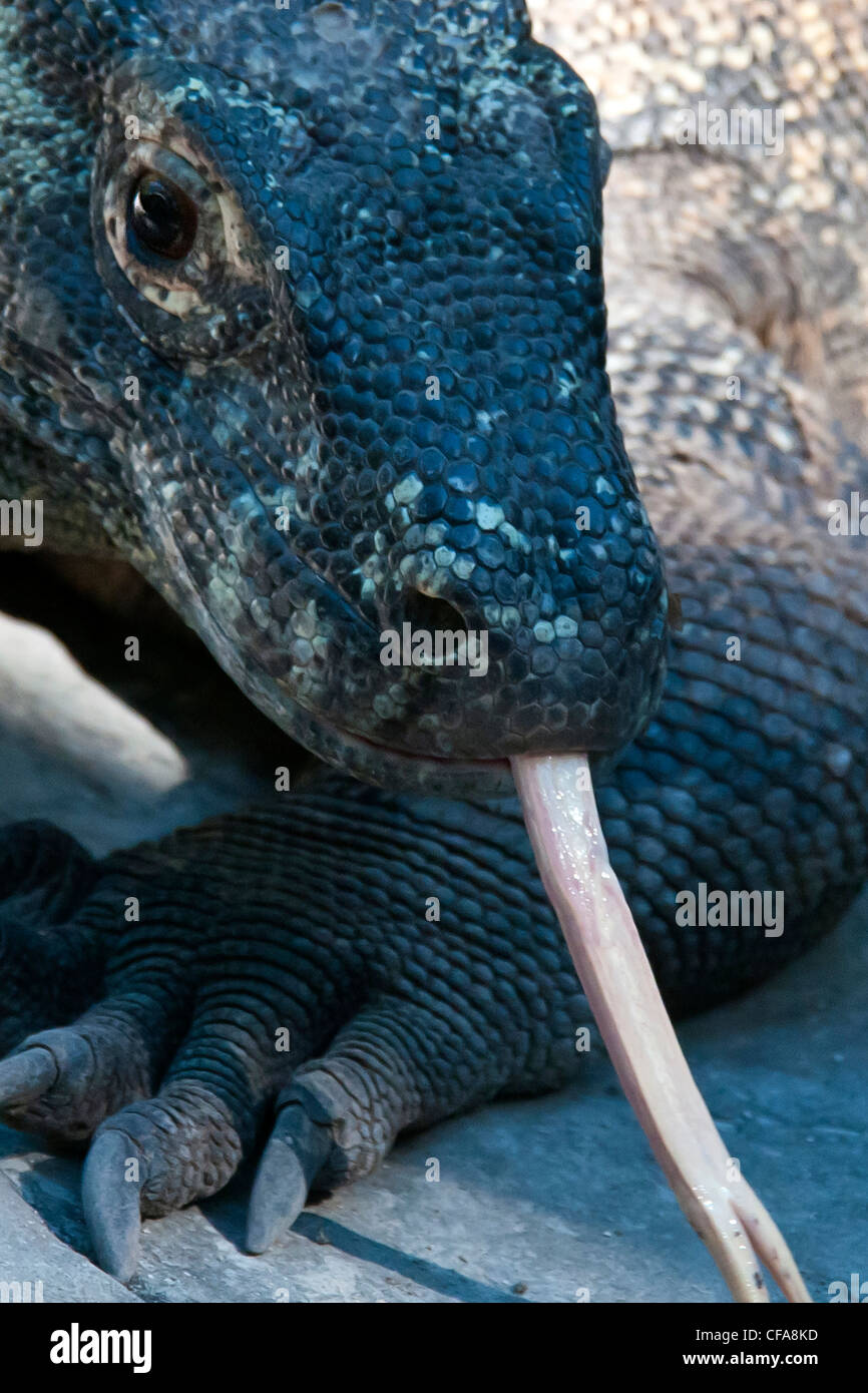 komodo dragon, komodo, animal, varanus komodoensis Stock Photo - Alamy