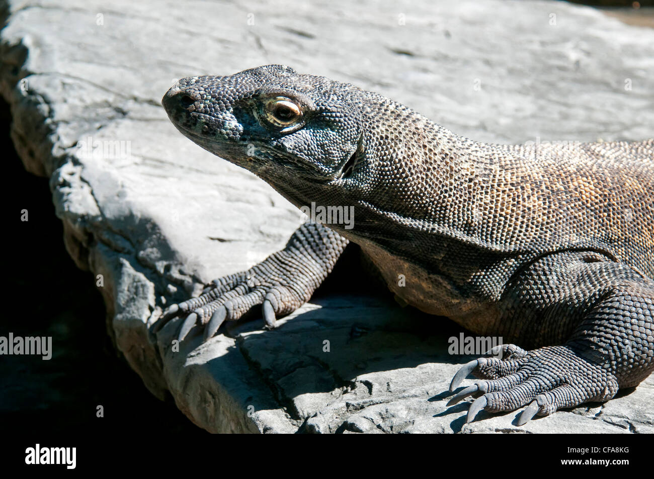 komodo dragon, komodo, animal, varanus komodoensis Stock Photo - Alamy