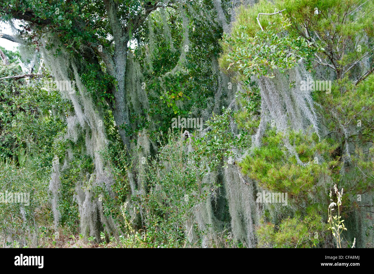yamato scrub, natural area, USA, Florida, trees, nature Stock Photo - Alamy