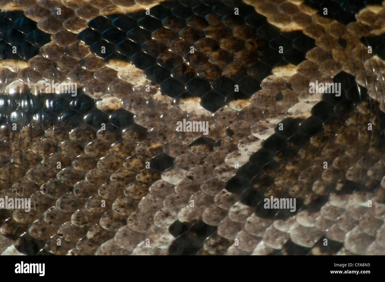 fer-de-lance, bothrops asper, viper, snake, skin, pattern, animal Stock ...