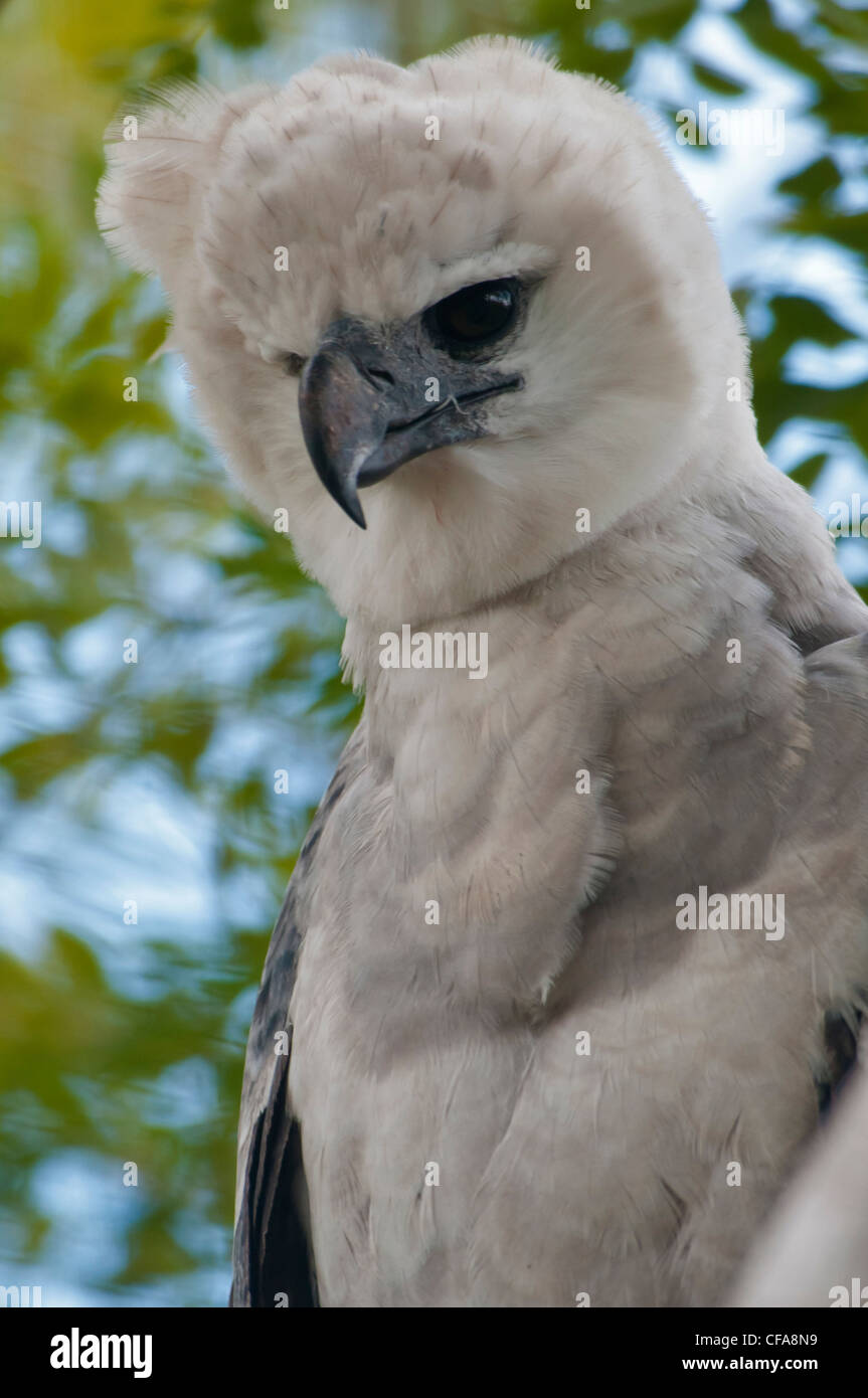 Albino Harpy Eagle