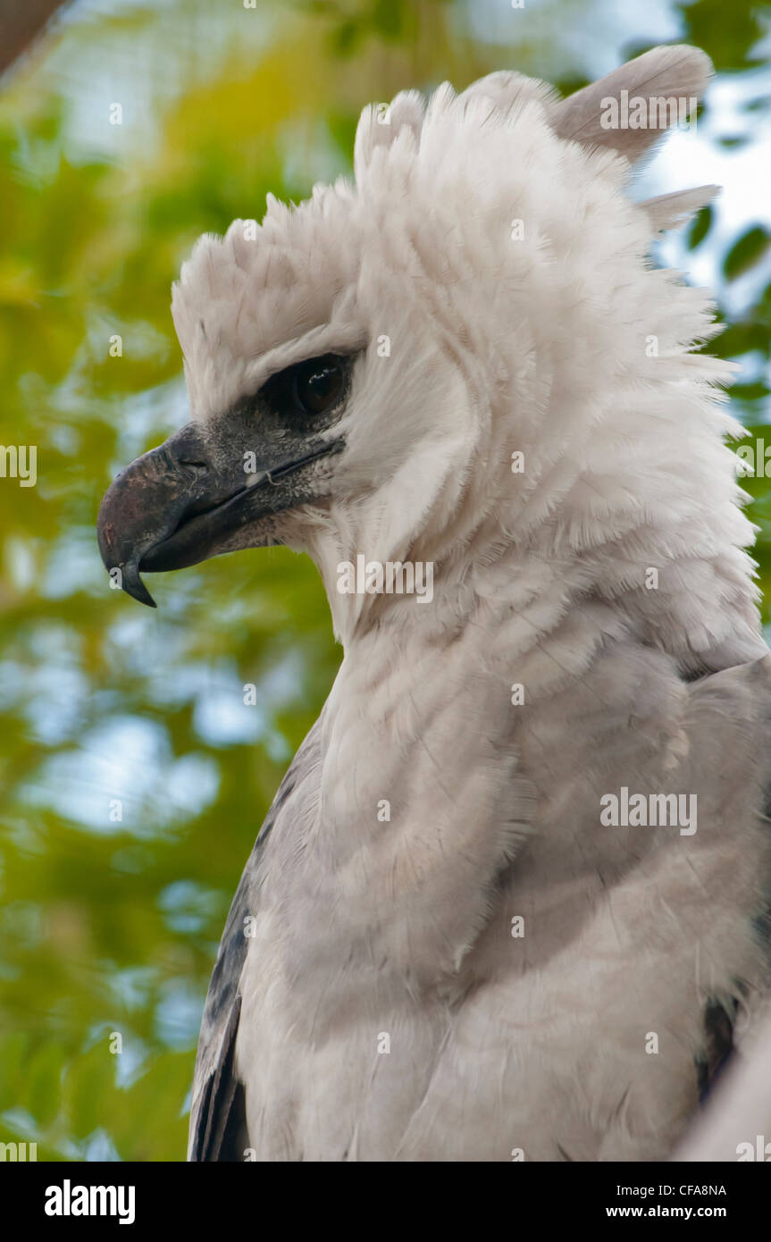 Harpy Eagle Head