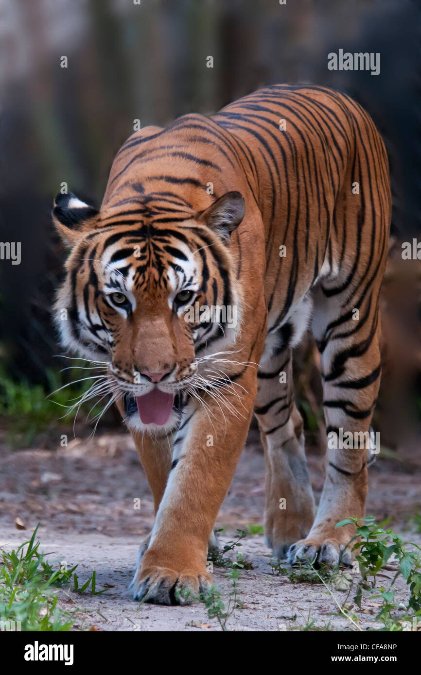Malayan tiger, tiger, animal, panthera tigris jacksoni, big cat Stock ...