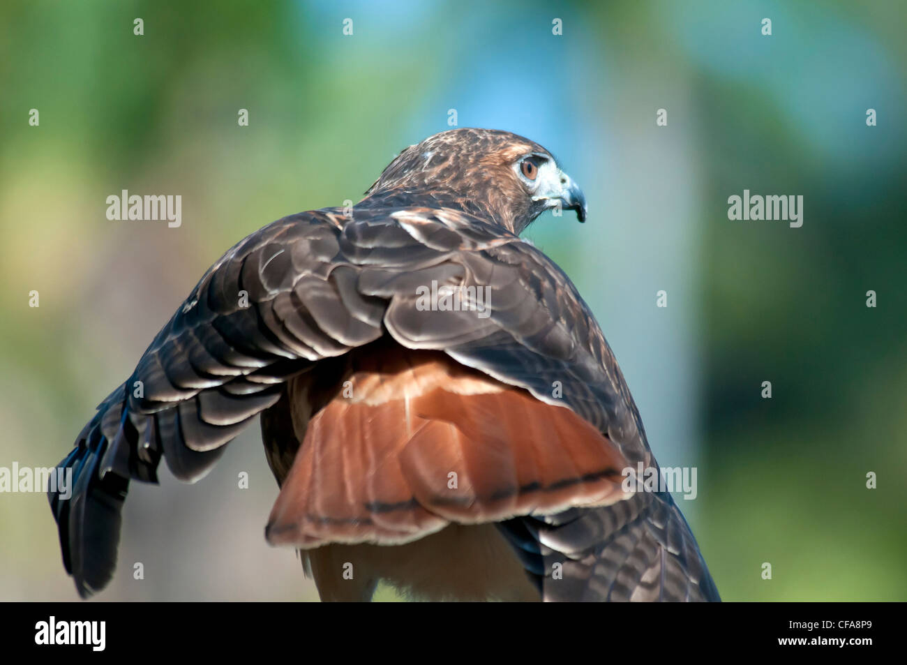 Red tailed hawk bird hi-res stock photography and images - Alamy