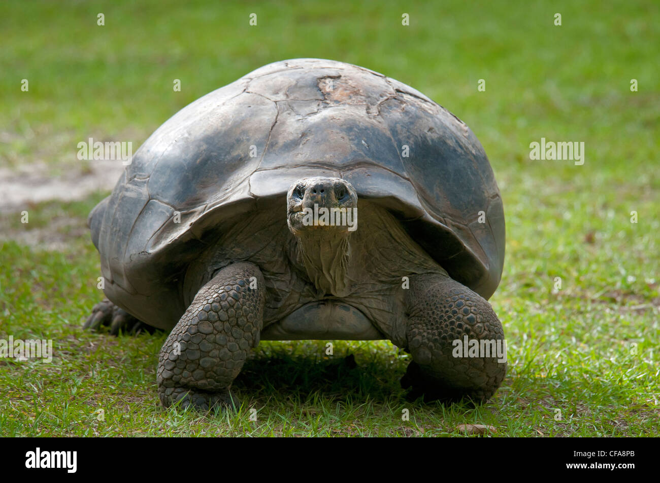 galapagos tortoise, tortoise, turtle, animal, geochelone elephantopus ...